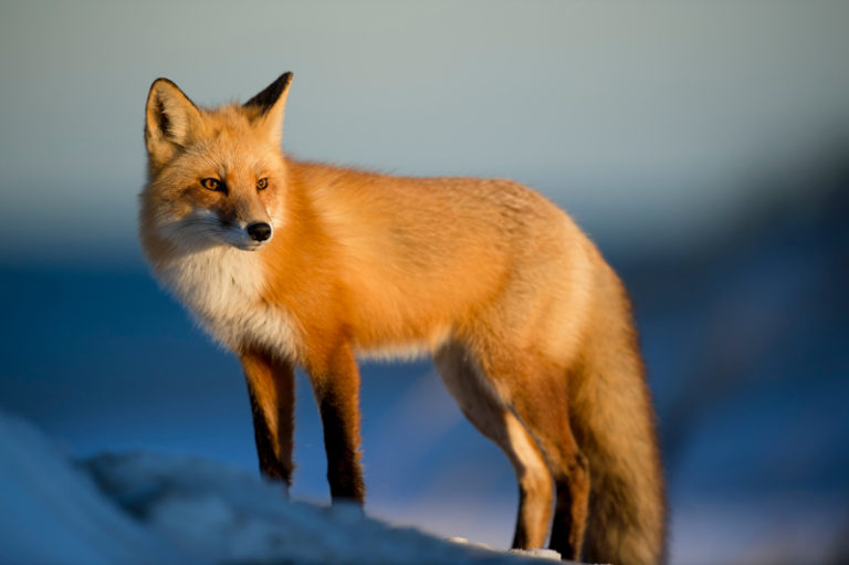 Nature's Oranges In 2024: 20+ Things Explored & Described - 123 Inspiration