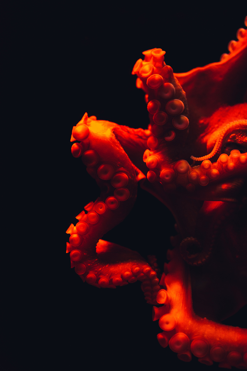 Nature's Oranges In 2024: 20+ Things Explored & Described - 123 Inspiration